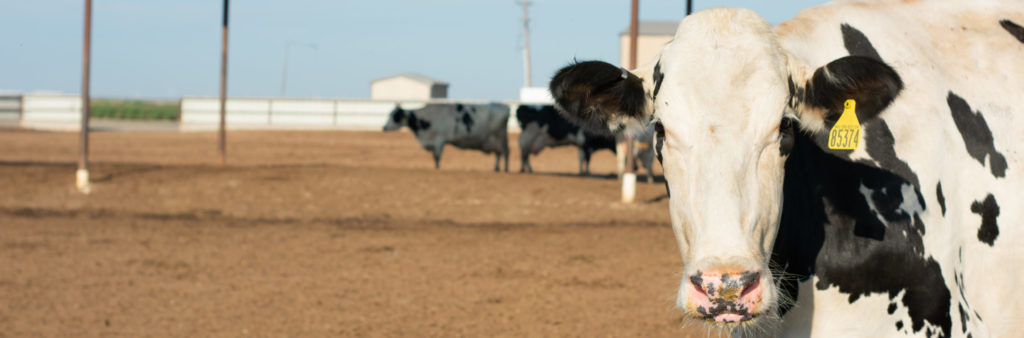 Herd It? BoviSync updates for users, customers, consultants