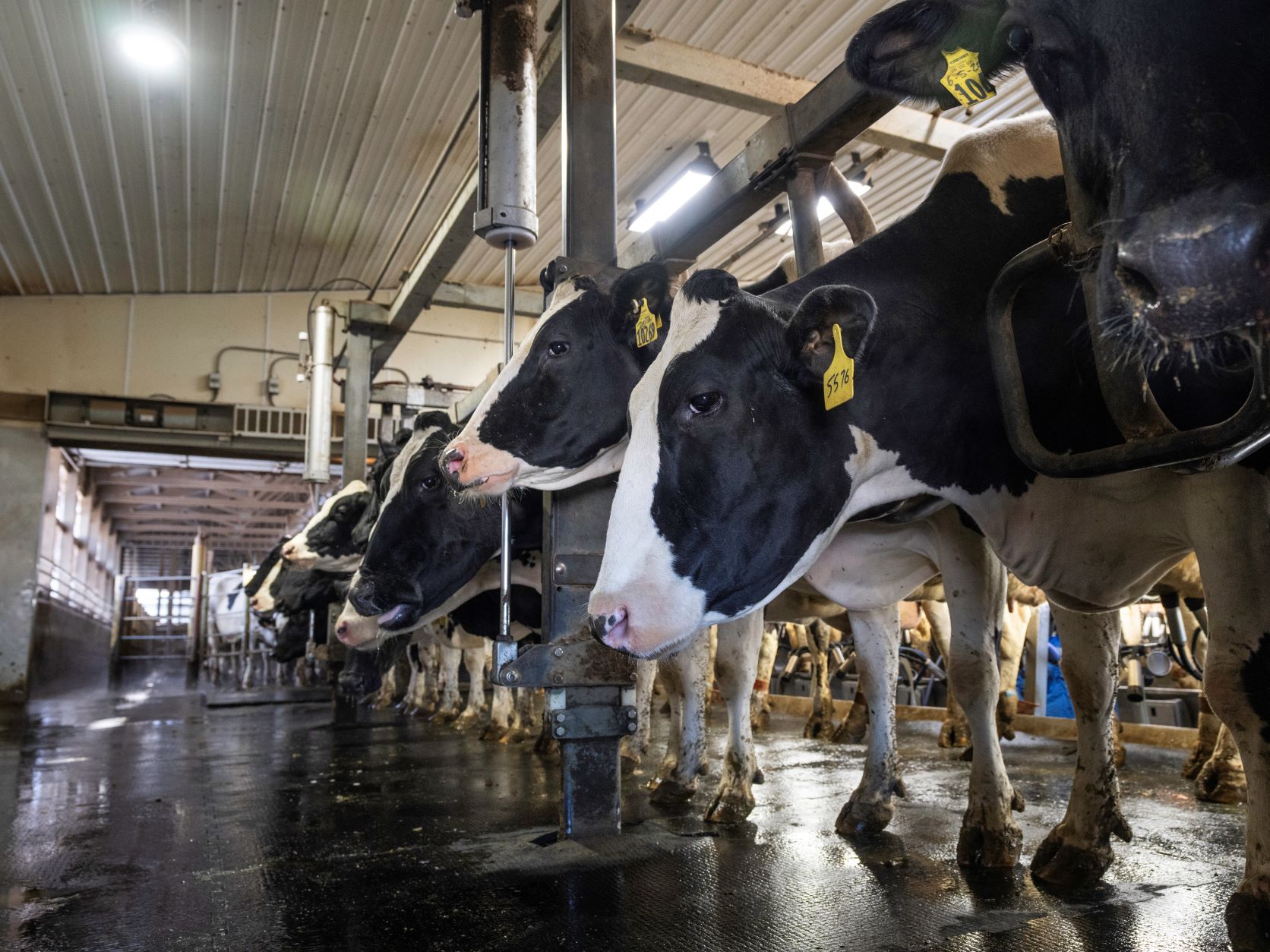 Team Accounts for allied partners in dairy